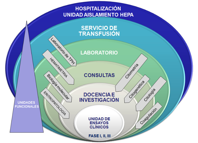 Haematology and Haemotherapy | Hospital Universitario Fundación Jiménez ...